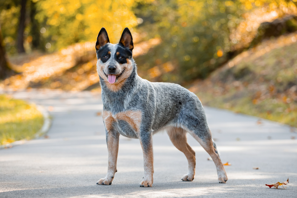 What Kind of Dog Is Bluey? Breed Facts & Info – Dogster - PetPilot
