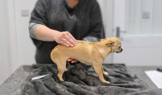 Dr. Karyn's Tips & Checklist – Dogster - PetPilot