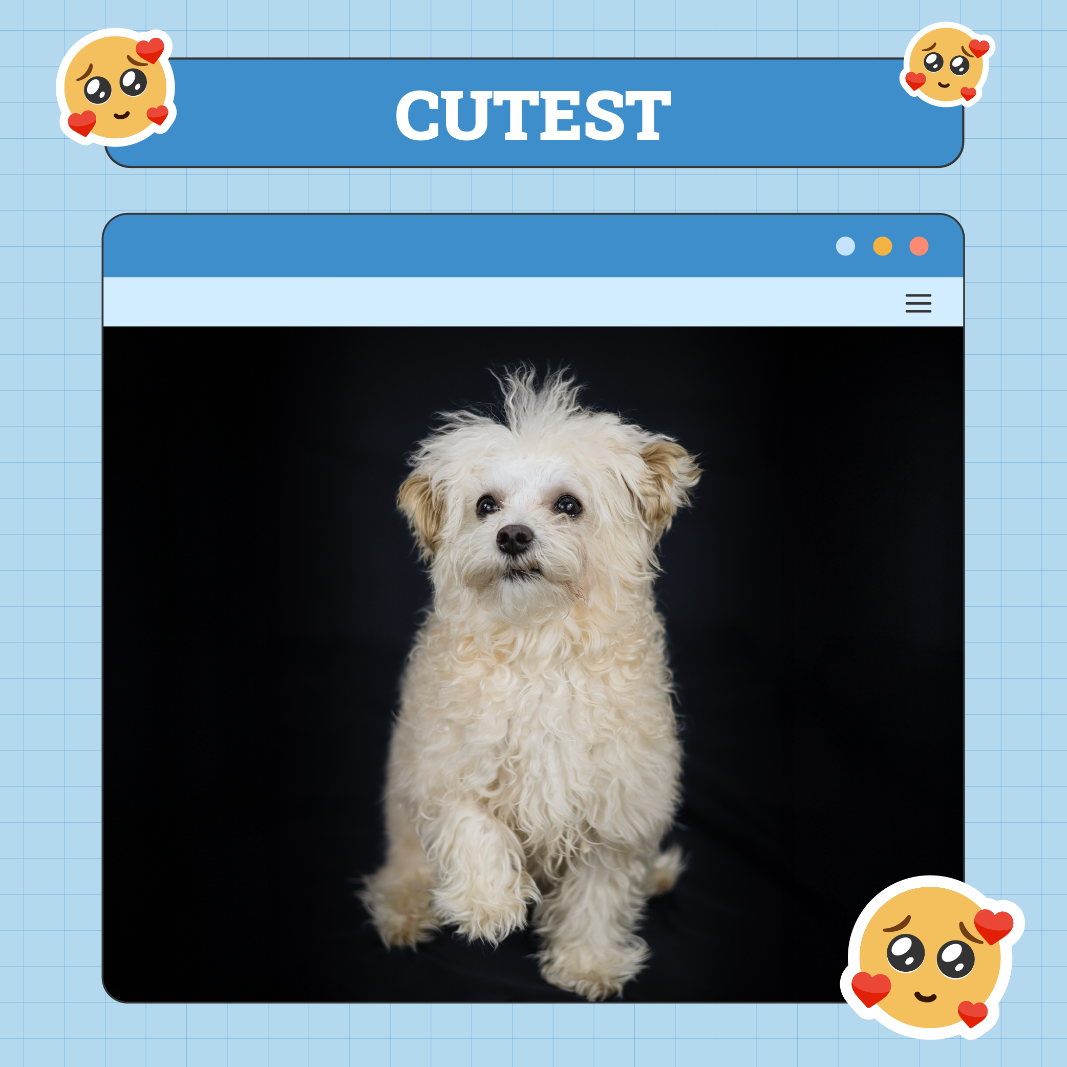 Dogster Photo Contest: Dogs of the Week Winners (Mar 13, 2025) - PetPilot