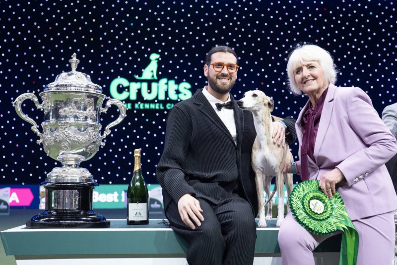 Whippet Good - Meet the Champion of Crufts Dog Show – Dogster - PetPilot